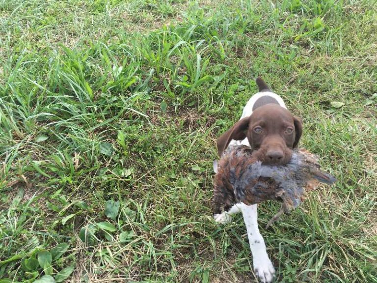 Quail, pheasant, and chucker hunting | Tennessee