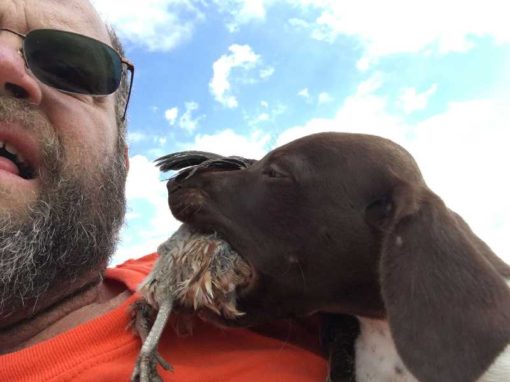 Quail, pheasant, and chucker hunting | Tennessee